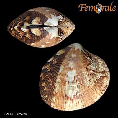 Almeja (Leukoma grata)