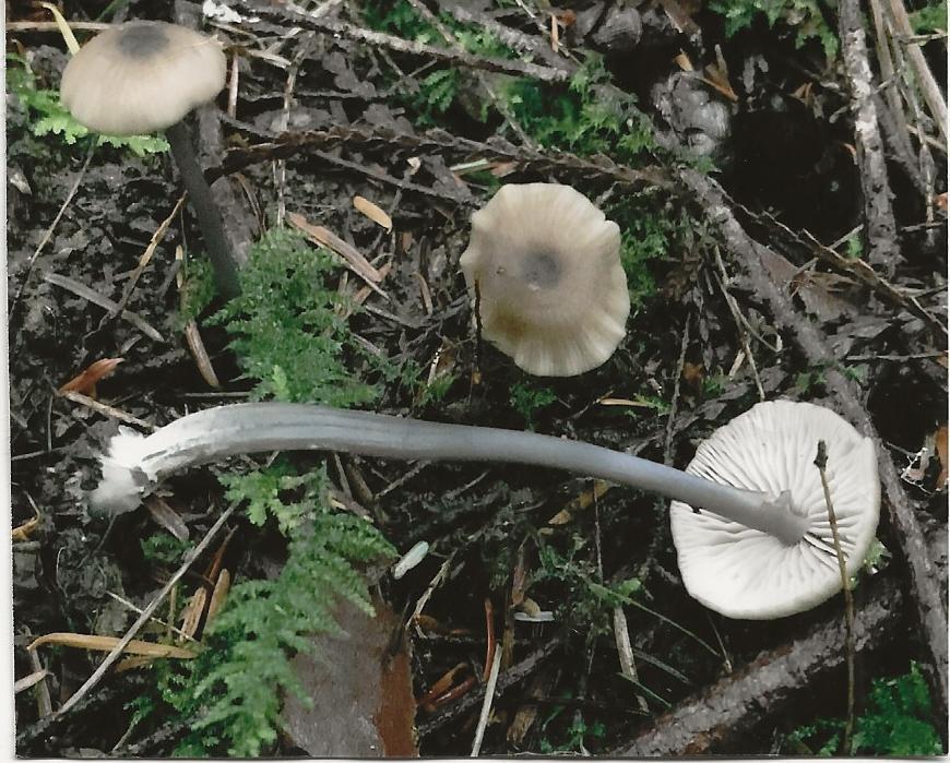 Cyanula from Sudden Valley, WA 98229, USA on September 22, 2019 at 07: ...