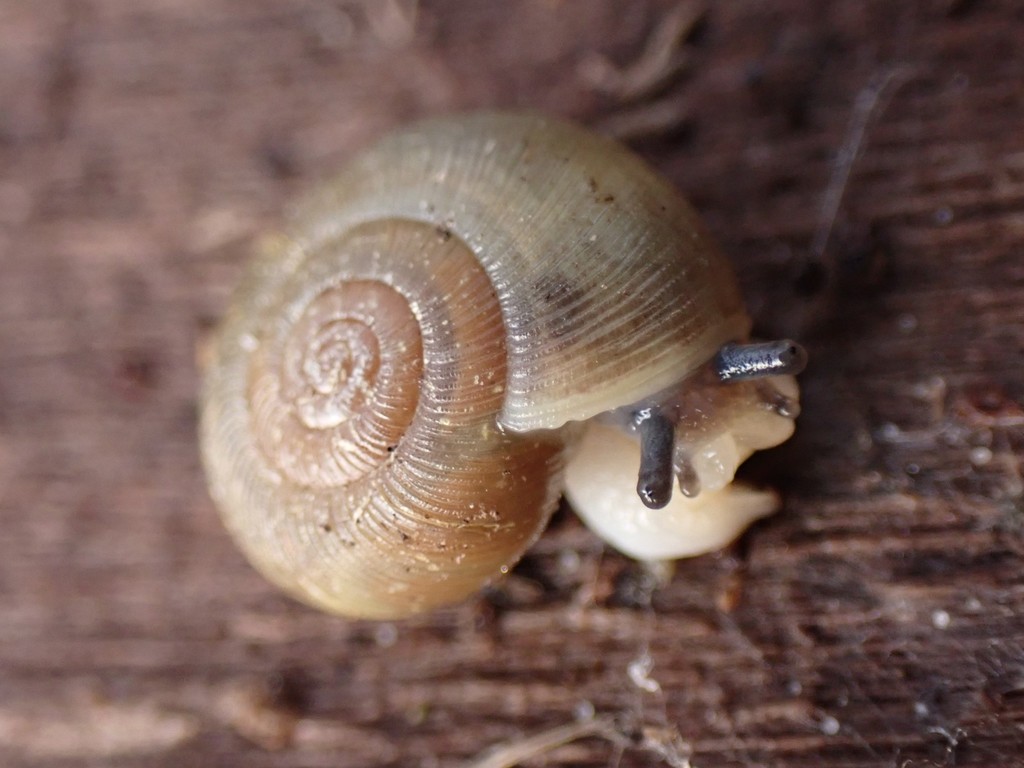 Beaded Lancetooth Snail from Pierce, Washington, United States on March ...
