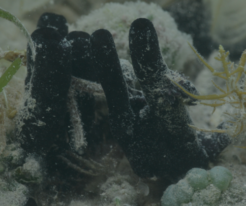 Siphonodictyon mucosum · iNaturalist