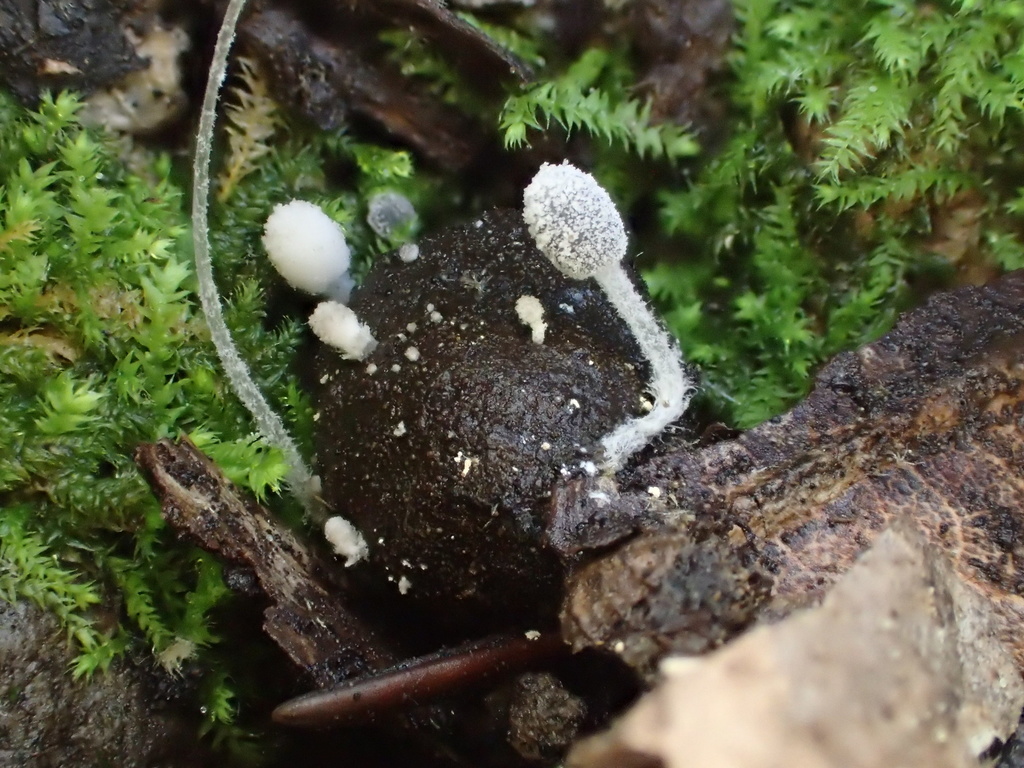 Coprinopsis stercorea from Howell Mountain, Angwin, CA, US on March 13 ...
