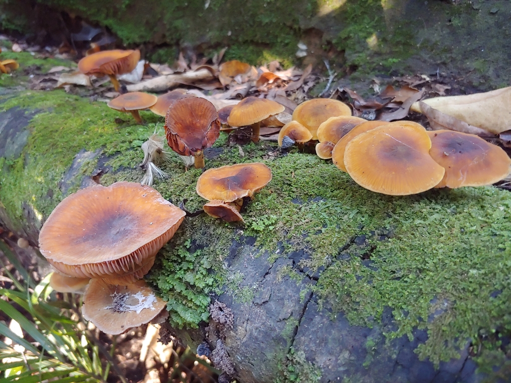 Heimiomyces velutipes from Rosehill, Auckland, New Zealand on March 14 ...