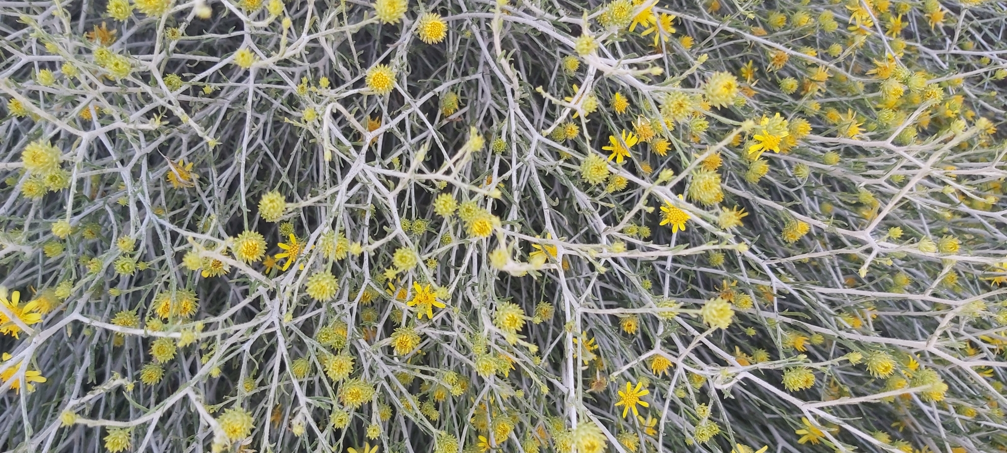 Rhanterium epapposum Oliv.