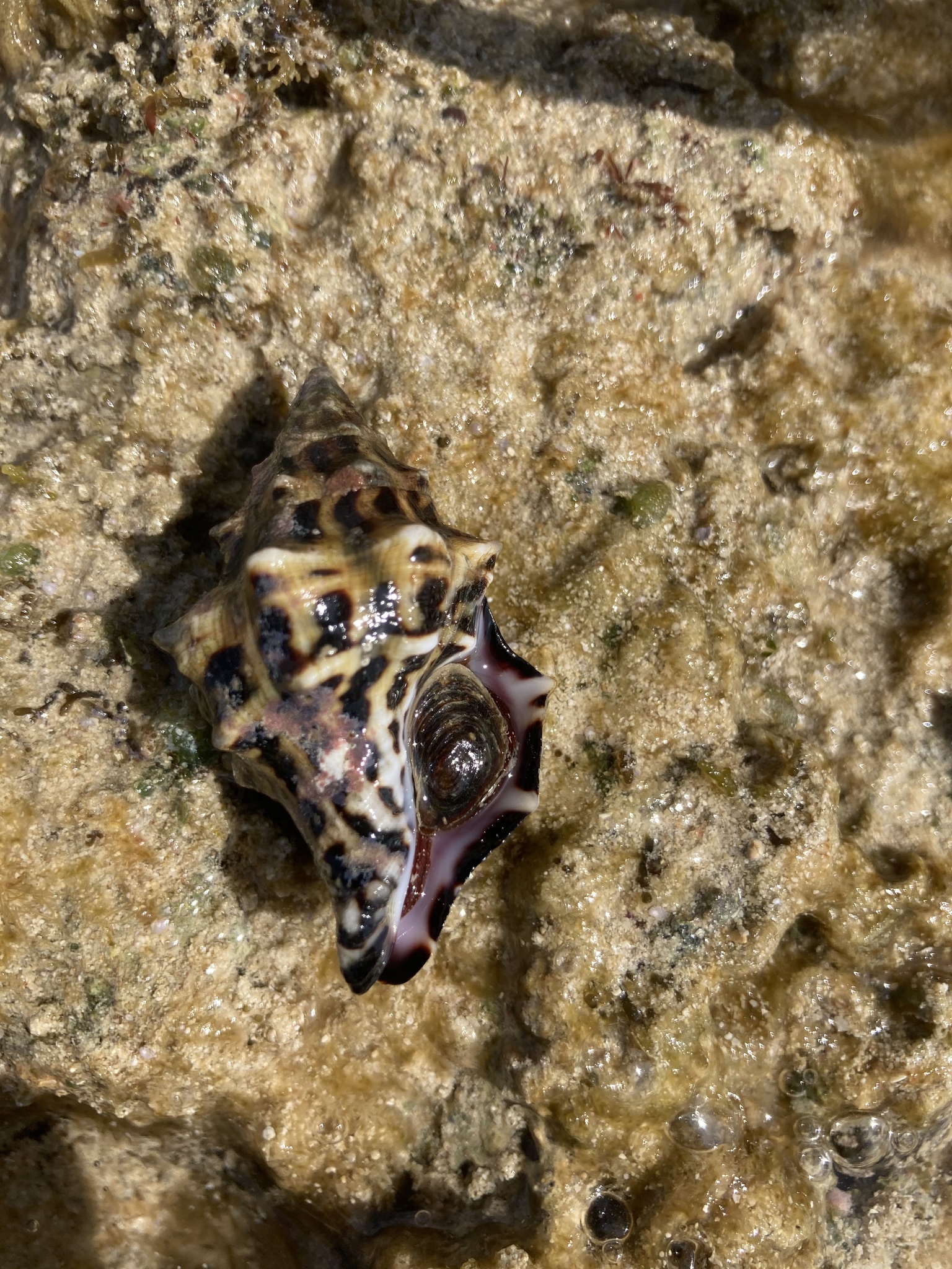 Latirus belcheri (Reeve, 1847)