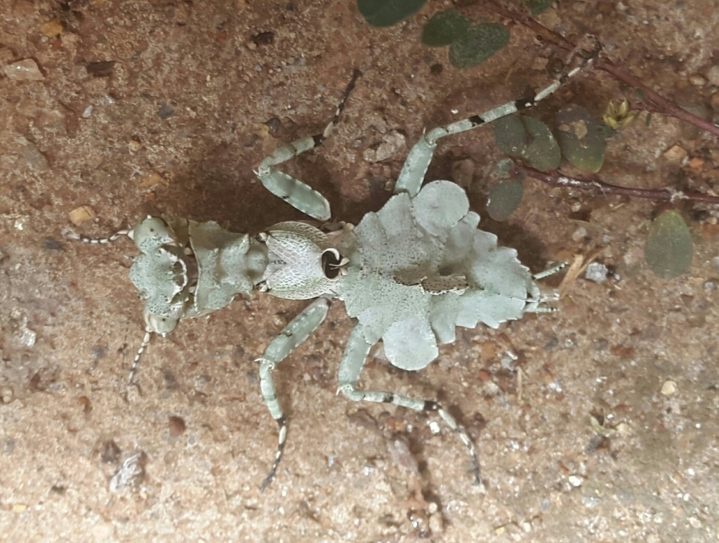 Oxyelaea from Unnamed Road, Kenya on June 26, 2016 at 01:46 PM by ...