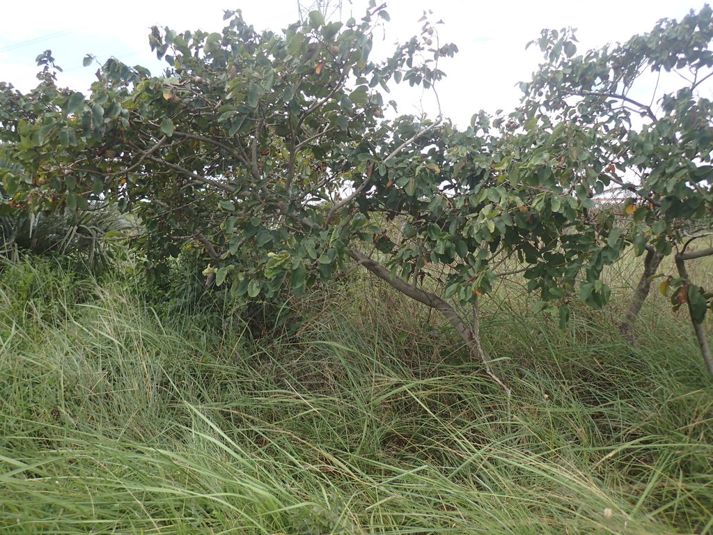 wild custard-apple from Richards Bay, South Africa on March 11, 2021 at ...