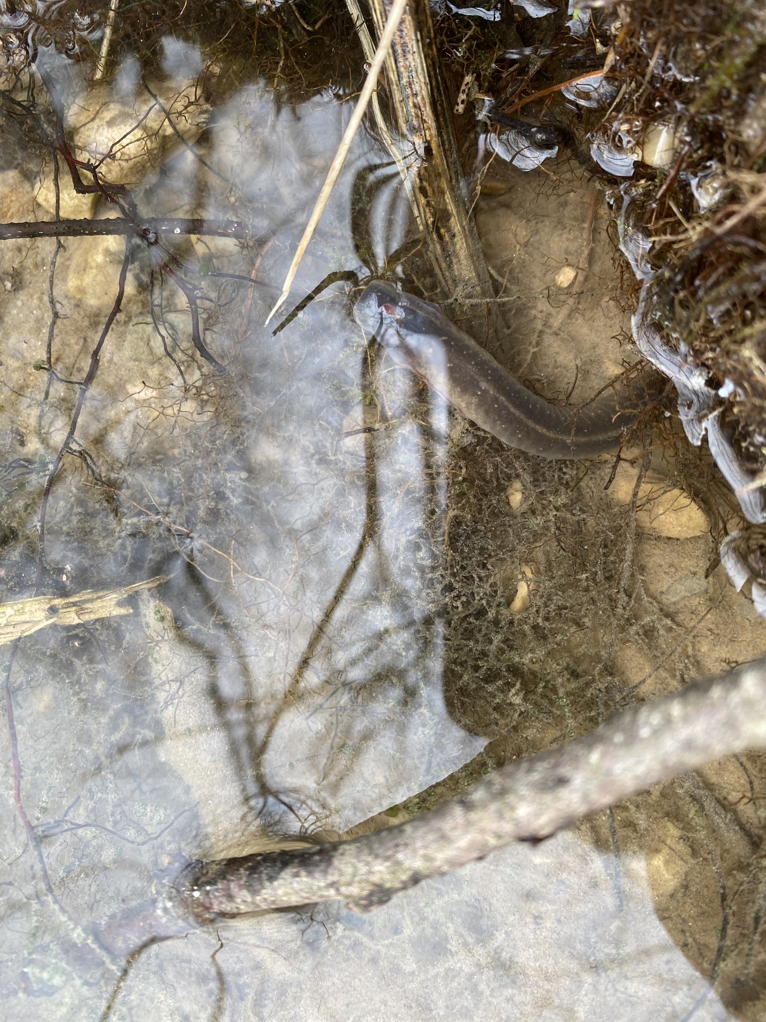 Lethenteron zanandreai (Vladykov, 1955)