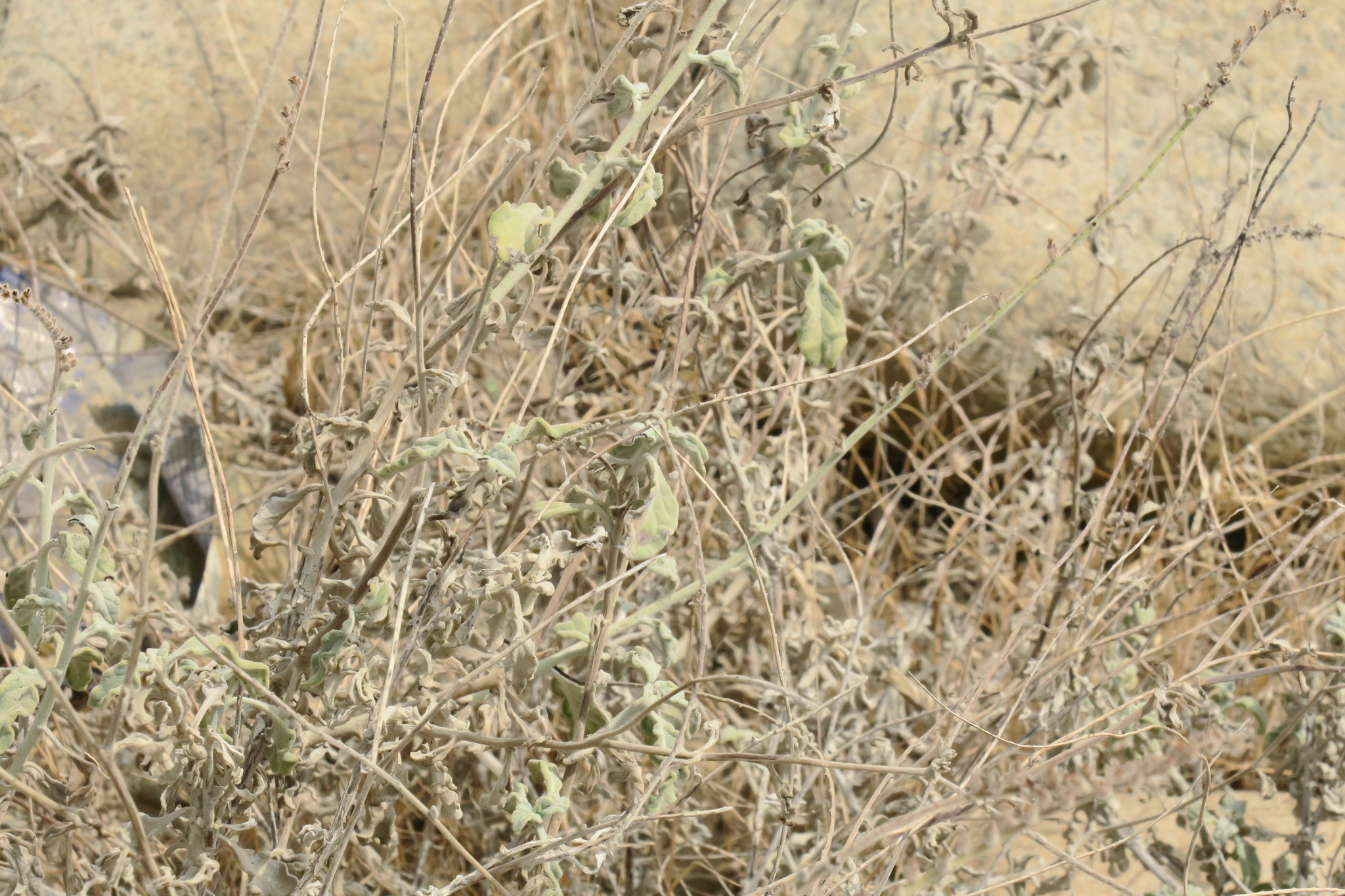 Echiochilon persicum (Burm.fil.) I.M.Johnst.