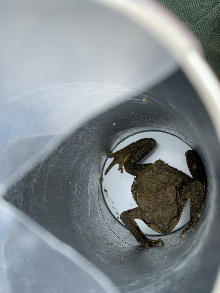 Taiwan Common Toad from 南庄鄉, TW on March 14, 2021 at 02:57 PM by 羅恩至 ...