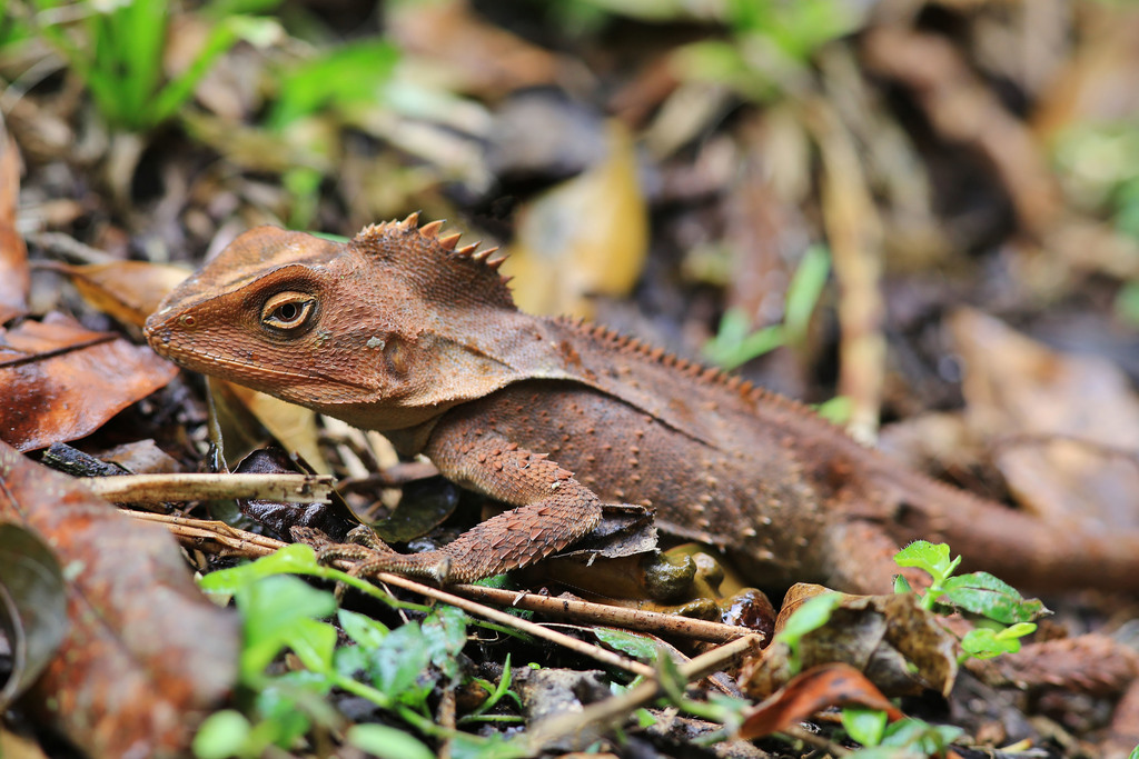 Southern Angle-Headed Dragon from Dundas QLD 4306, Australia on June 14 ...