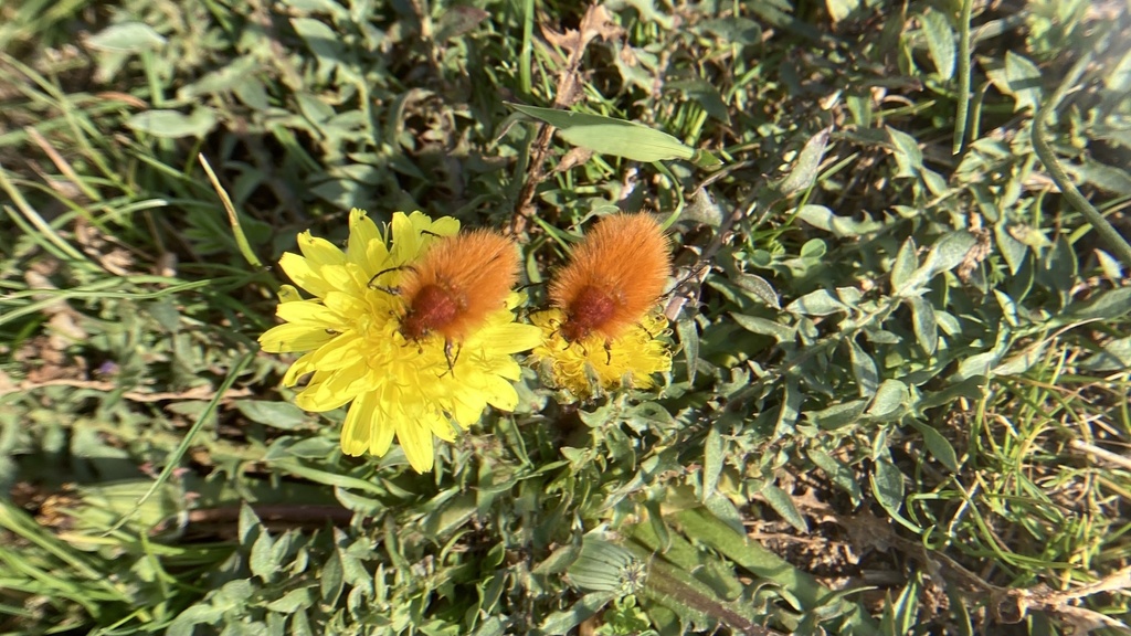 Pygopleurus vulpes from Thermi, Thermi, Thessalonika, GR on March 14 ...