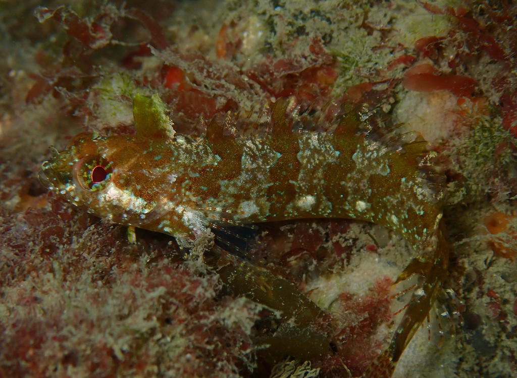 Banded Weedfish from Sydney NSW, Australia on March 14, 2021 at 06:39 ...