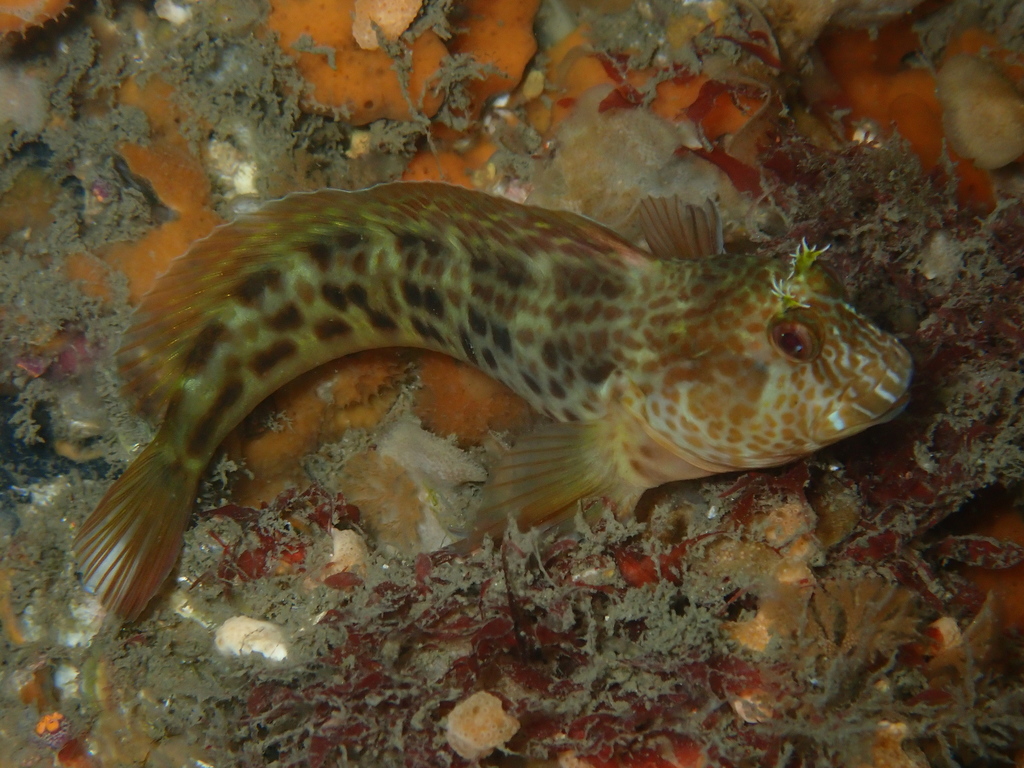 Horned Blenny (Fishes of Chowder Bay, Sydney, Australia) · iNaturalist