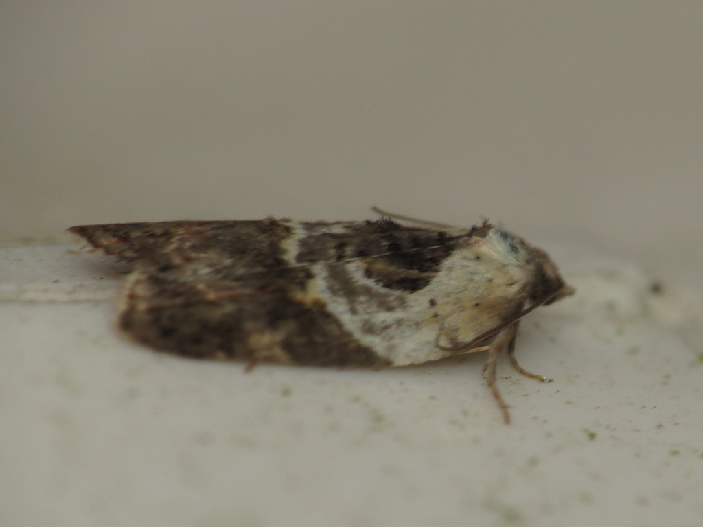 Garden Rose Tortrix (Butterflies and Moths of Pelion) · BioDiversity4All