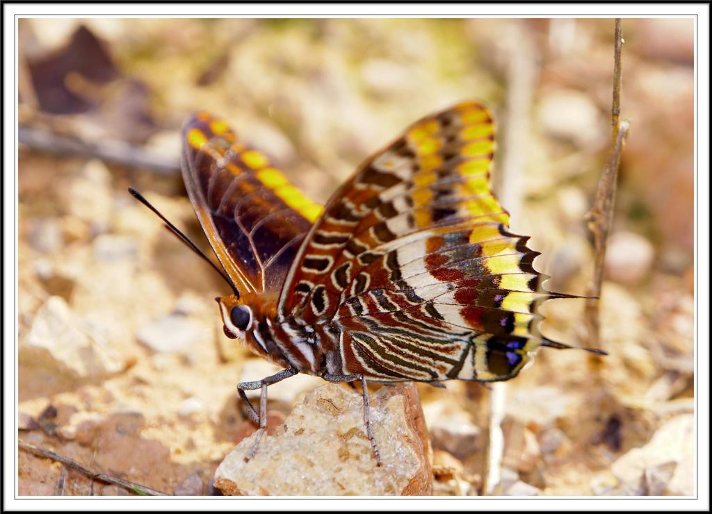 Two-tailed Pasha (Butterflies and Moths of Pelion) · iNaturalist