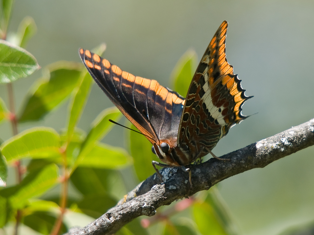 Two-tailed Pasha (Butterflies and Moths of Pelion) · iNaturalist