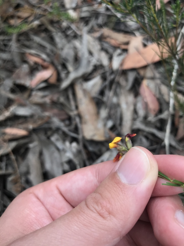 Smooth Parrot-pea from Brisbane Ranges National Park, Anakie, VIC, AU ...