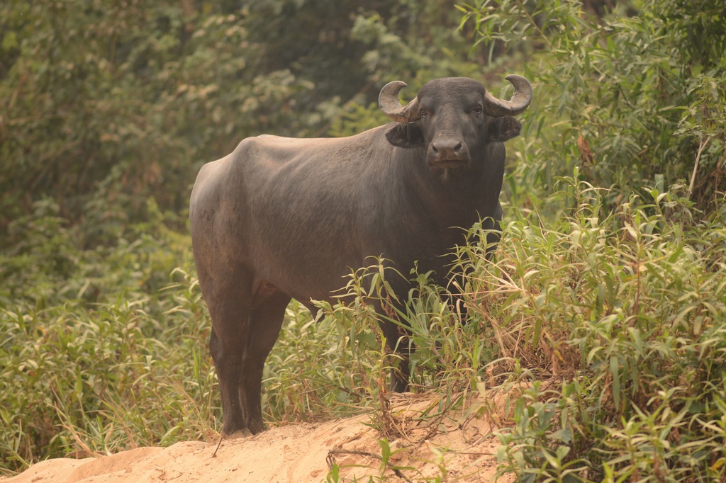 Domestic Water Buffalo from Barão de Melgaço - State of Mato Grosso ...
