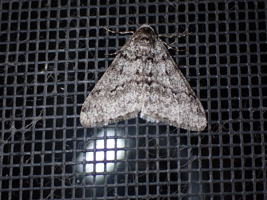 Small Phigalia Moth from Sauk County, WI, USA on March 10, 2021 at 08: ...