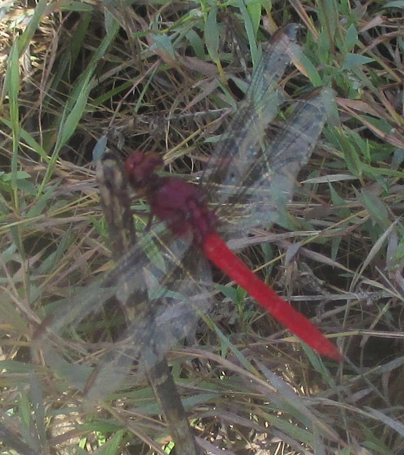 Tropical King Skimmers from Ponta Negra, Manaus - AM, Brazil on July 22 ...