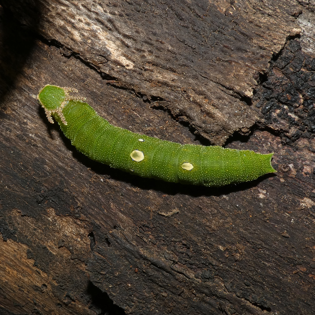 Green-veined Charaxes from 30 Sandringham Dr, Harare, Zimbabwe on March ...
