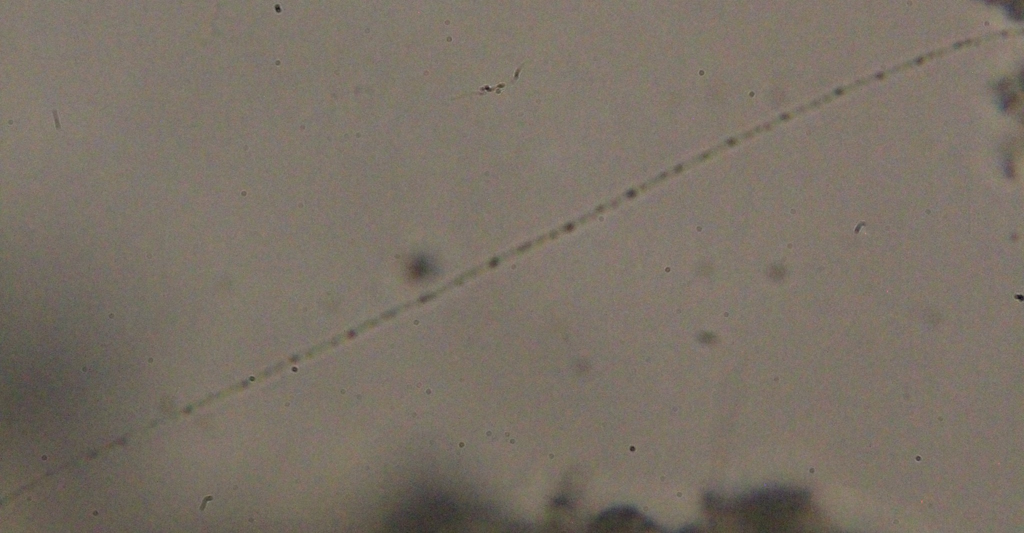 Limnothrix redekei (Goor) M.-E.Meffert