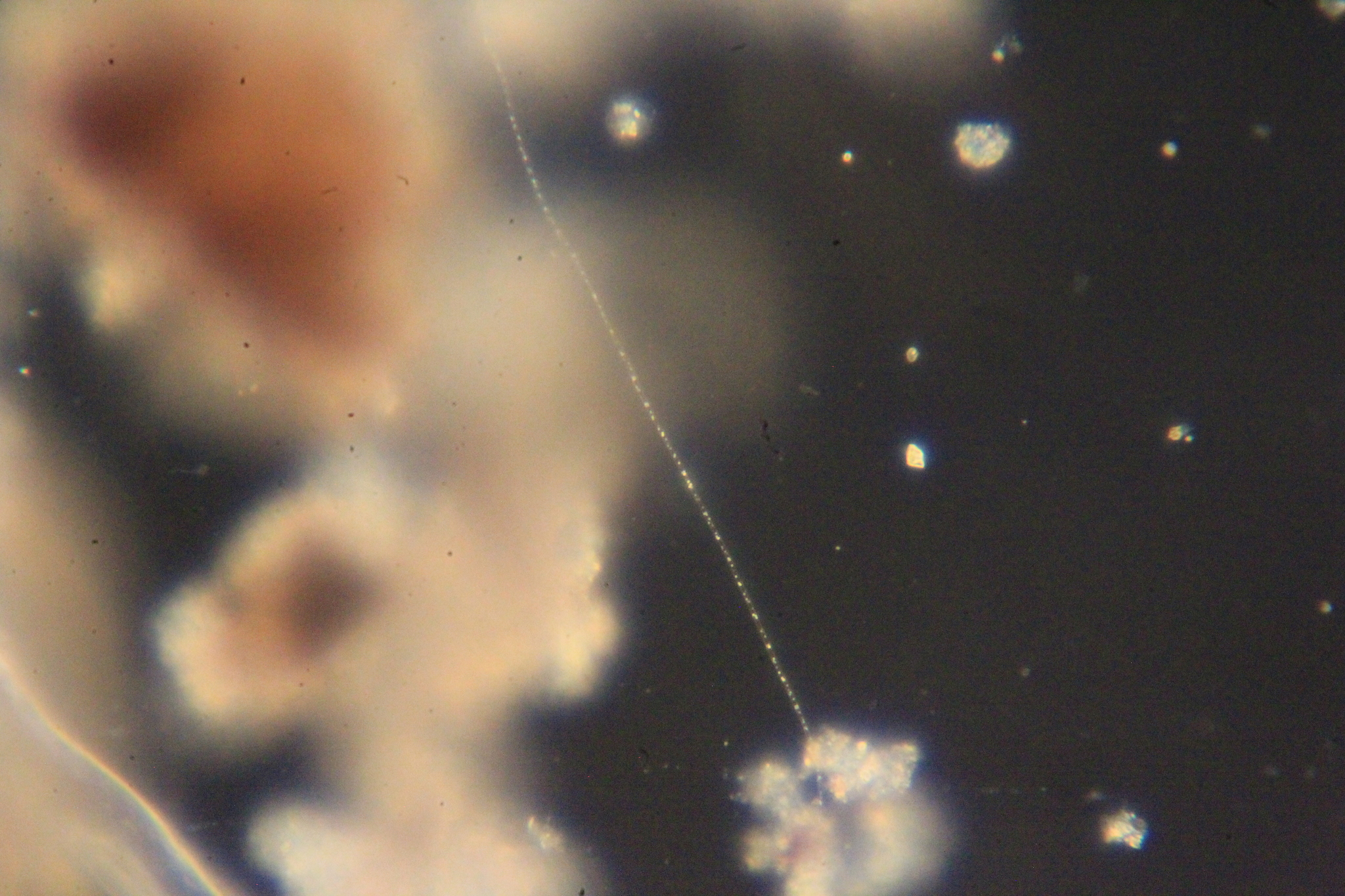 Limnothrix redekei (Goor) M.-E.Meffert