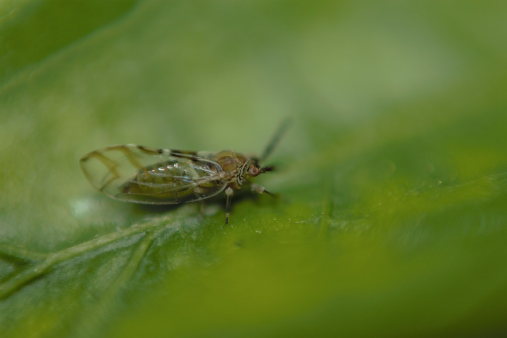 Mediterranean fig psyllid from Honor Oak Park, London SE23 1DX, UK on ...
