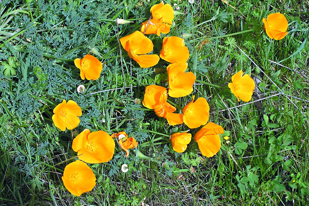 California poppy on May 05, 2012 by George ("Judd") Perry · iNaturalist