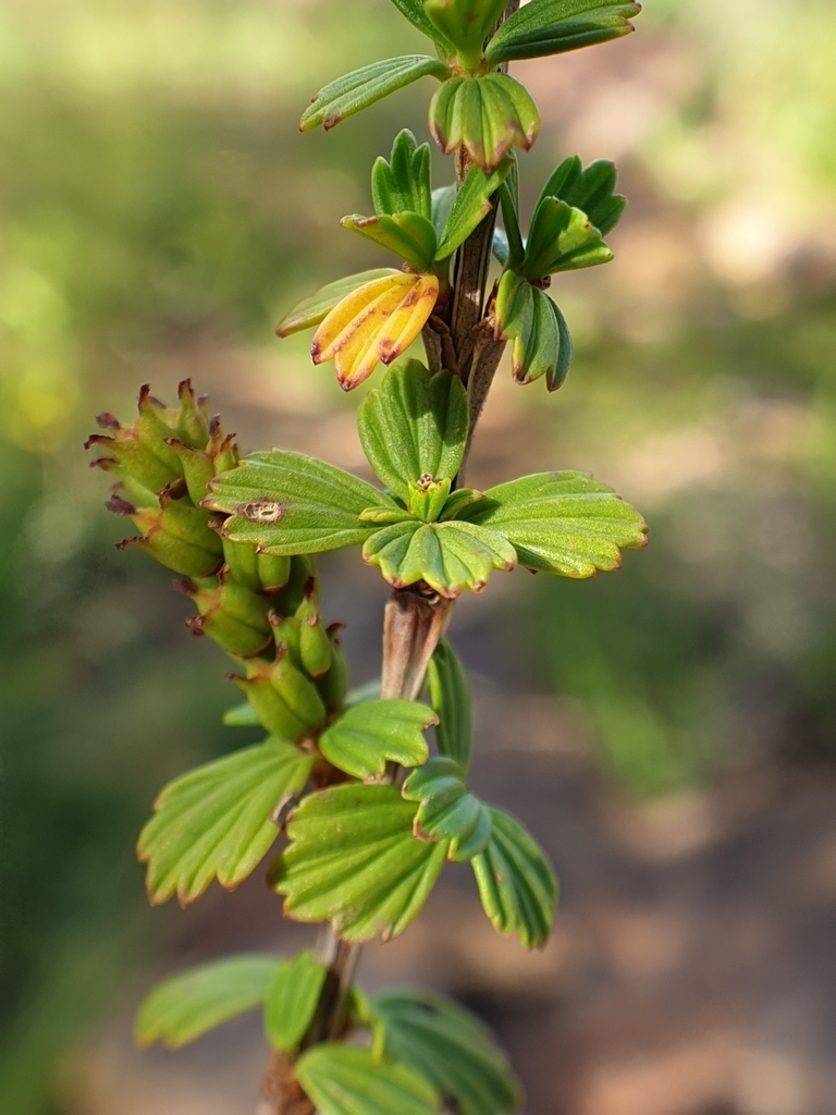 Resurrection Plant (Myrothamnus flabellifolius) - Botanical Realm