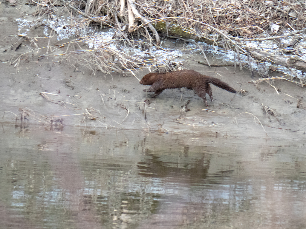 American Mink from Elm St, Pittsford, VT, USA on March 14, 2021 at 12: ...