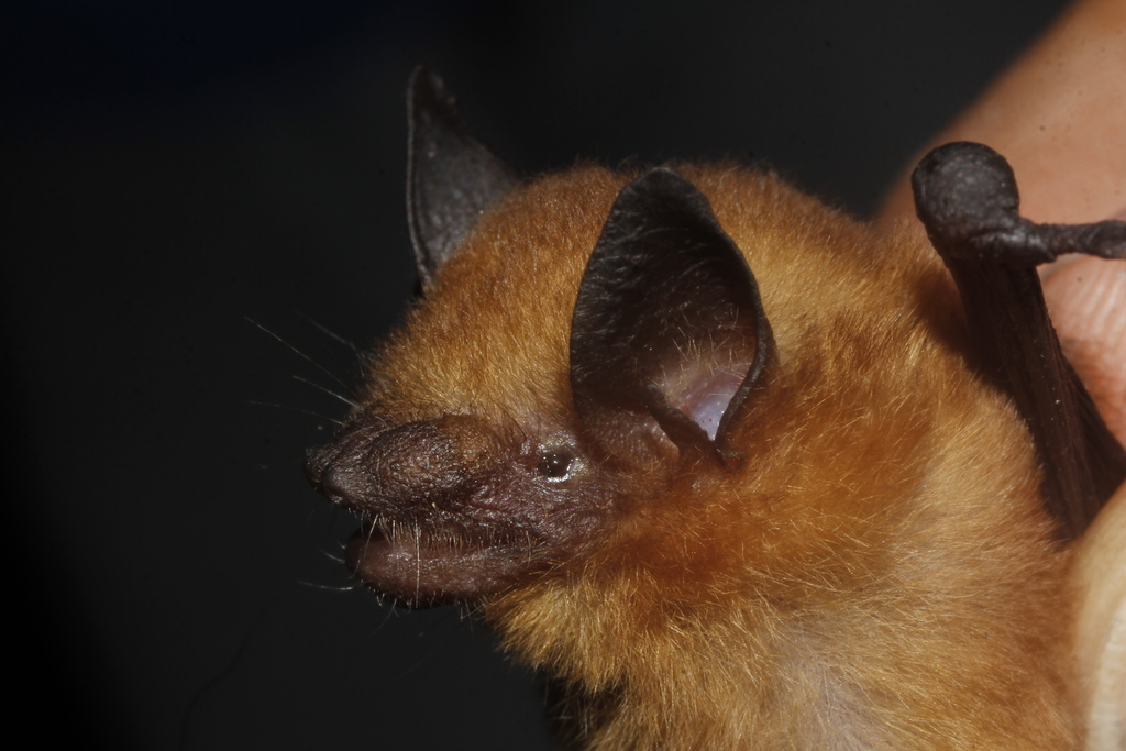 black-winged little yellow bat (Mammals of North America) · iNaturalist