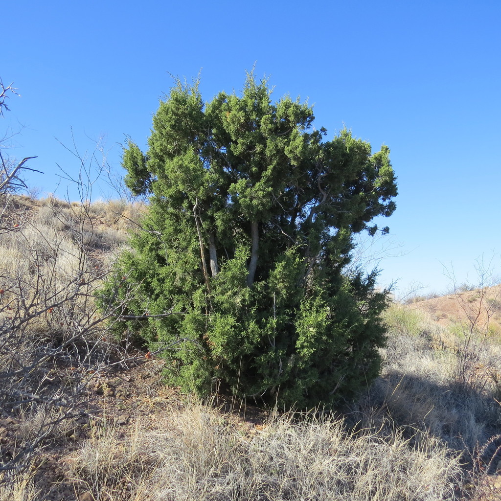 Rose-fruited Juniper from Cochise County, AZ, USA on March 14, 2021 at ...