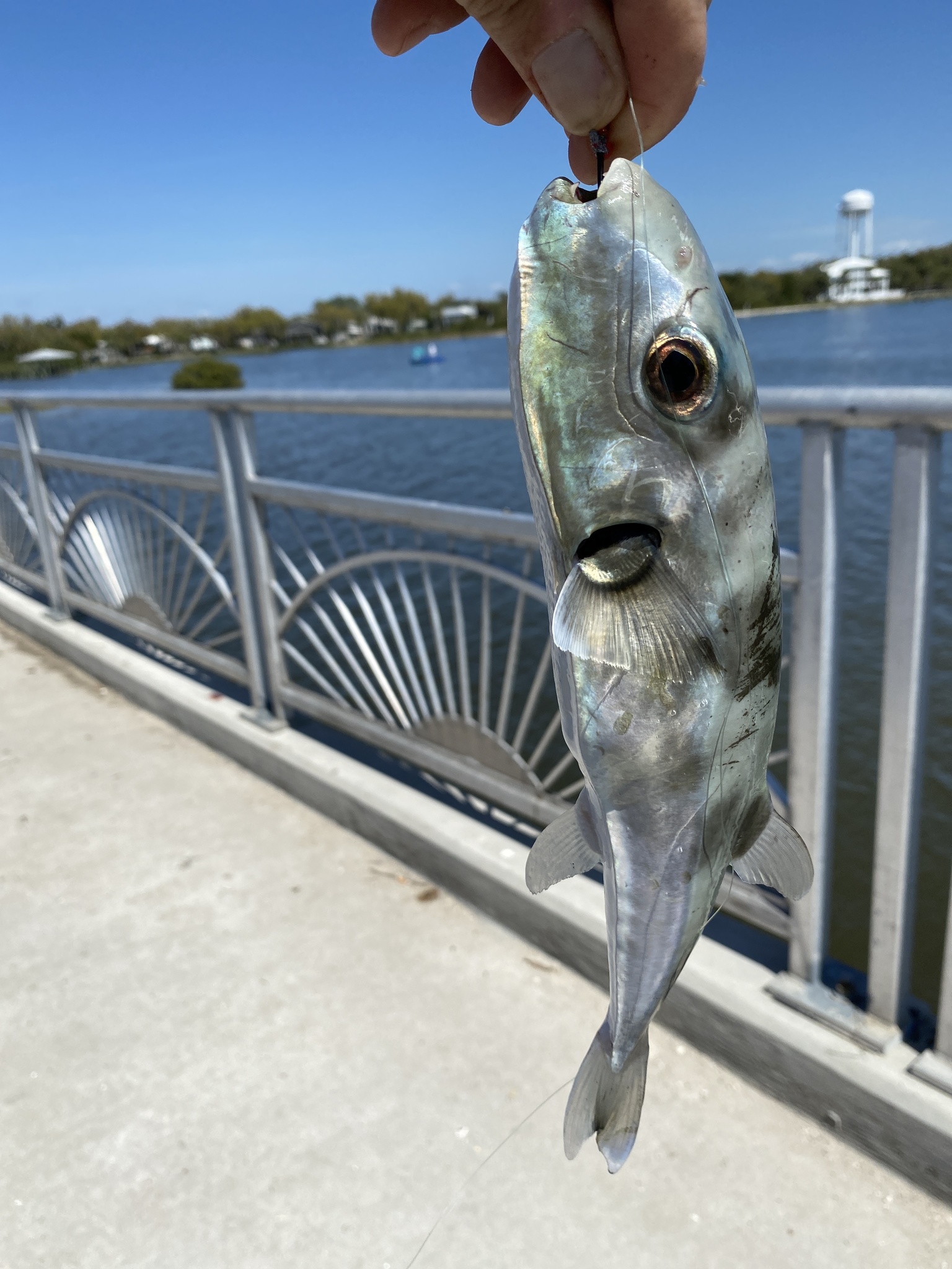 Lagocephalus laevigatus (Linnaeus, 1766)