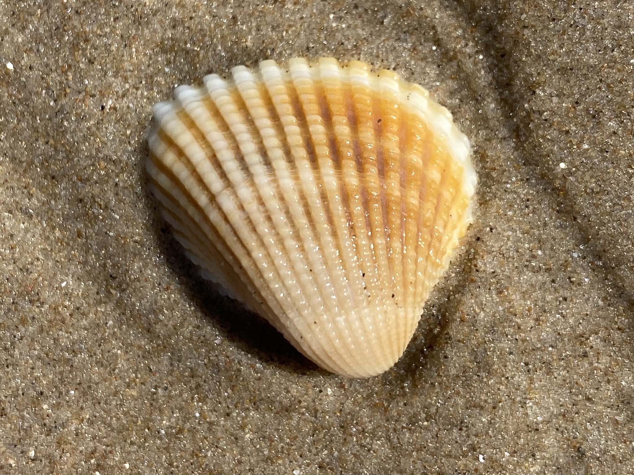 Anadara chemnitzii (Philippi, 1851)