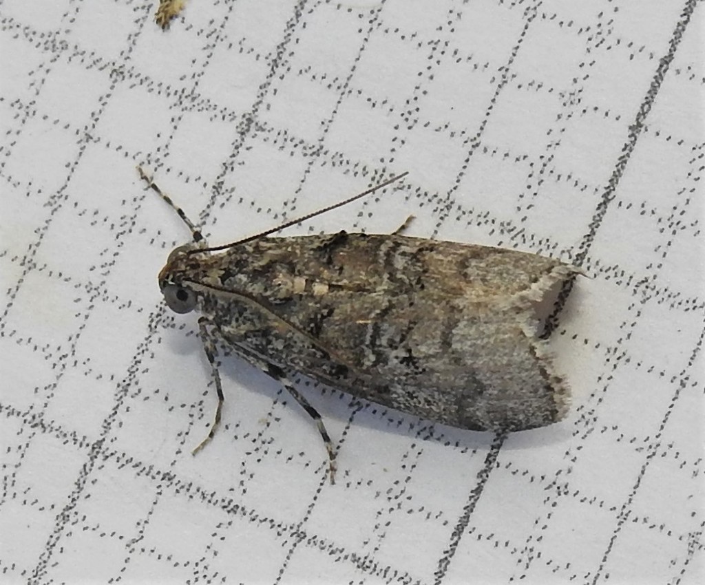 Mesquite Leaf Tier Moth from Hidalgo, Texas, United States on March 13 ...