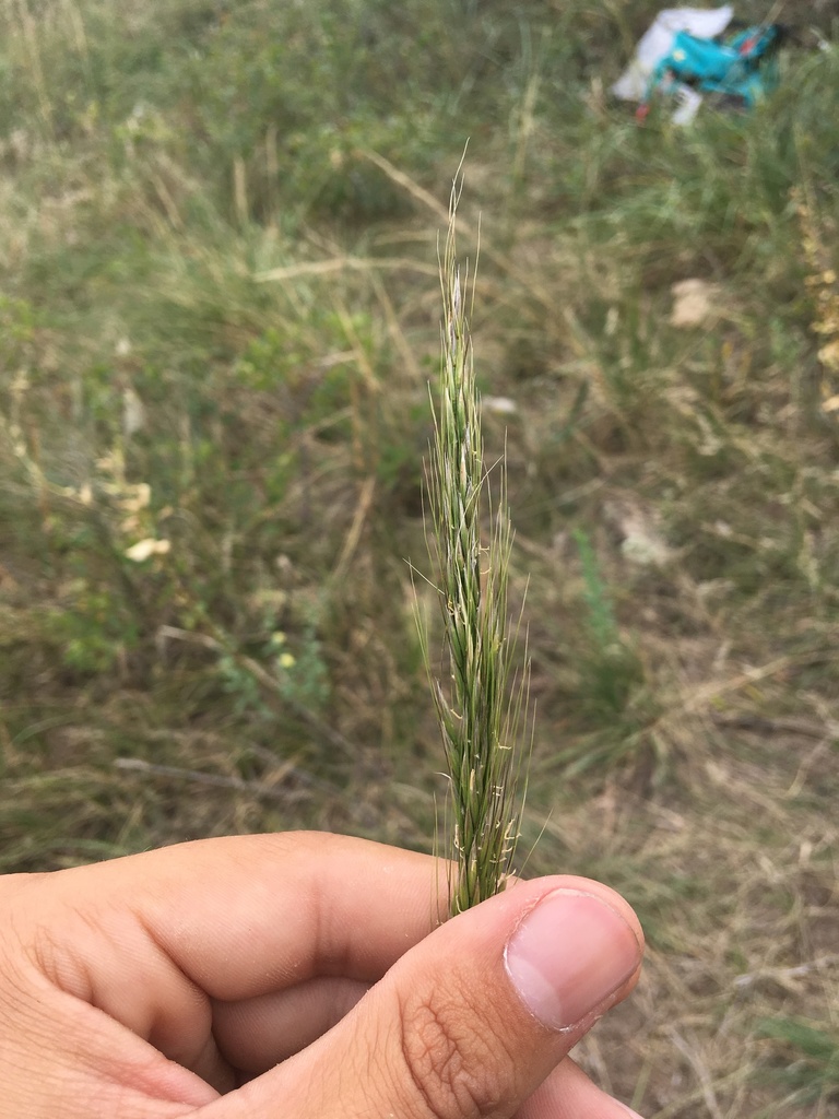 sleepygrass (Denver-Boulder Metro Area: Grasses, Sedges, and Allies ...
