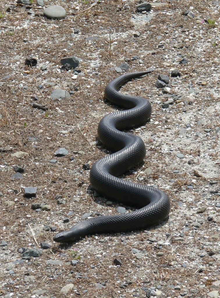 Mole Snake from Robben Island, 7400, South Africa on November 16, 2015 ...