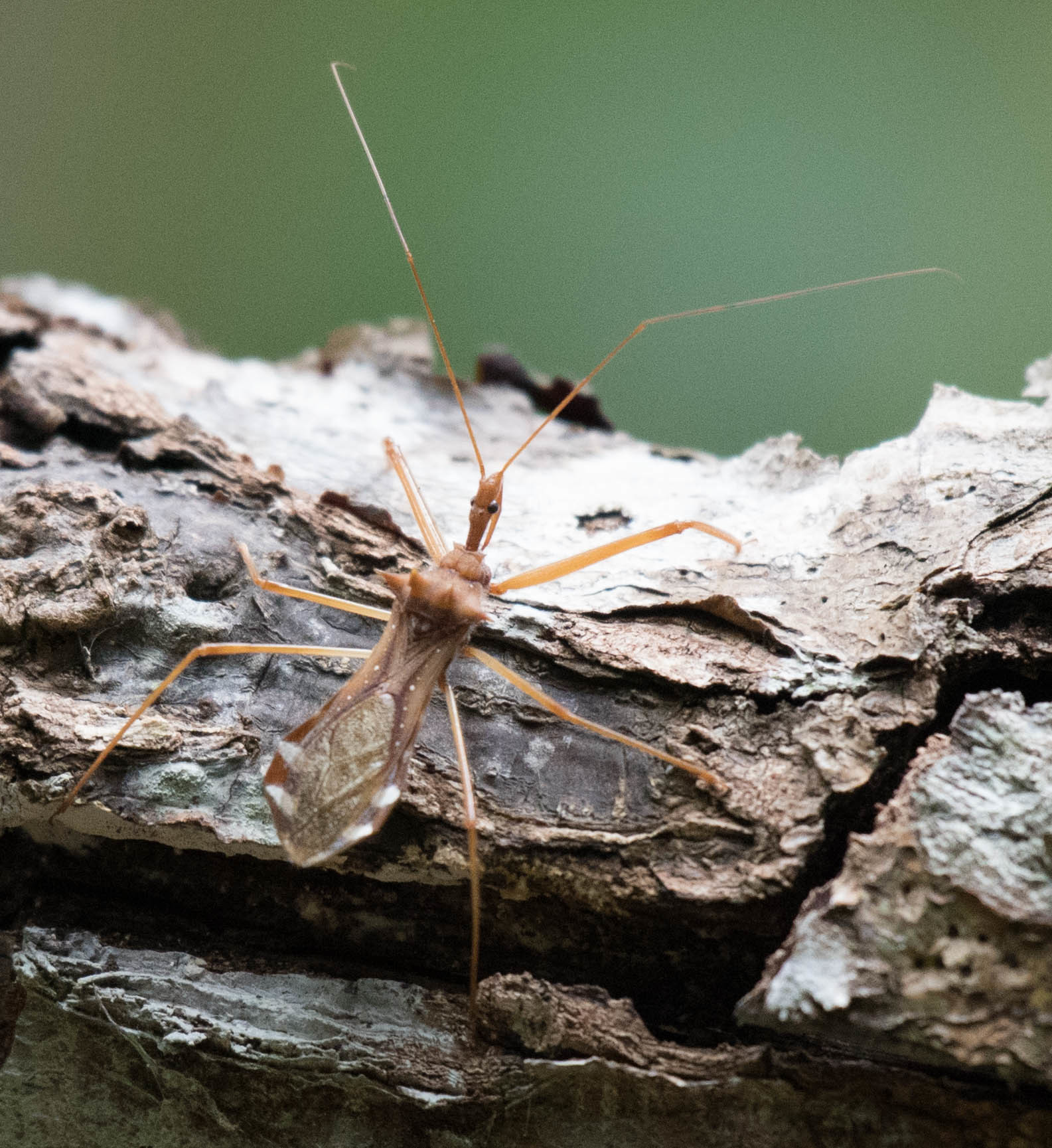 Epidaus latispinus Stål, 1863