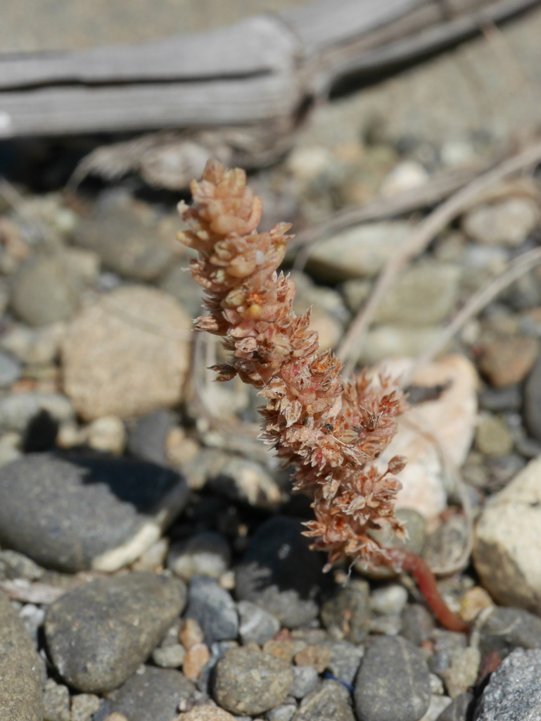 Crassula colligata colligata from Southwest coast, Makara Beach ...