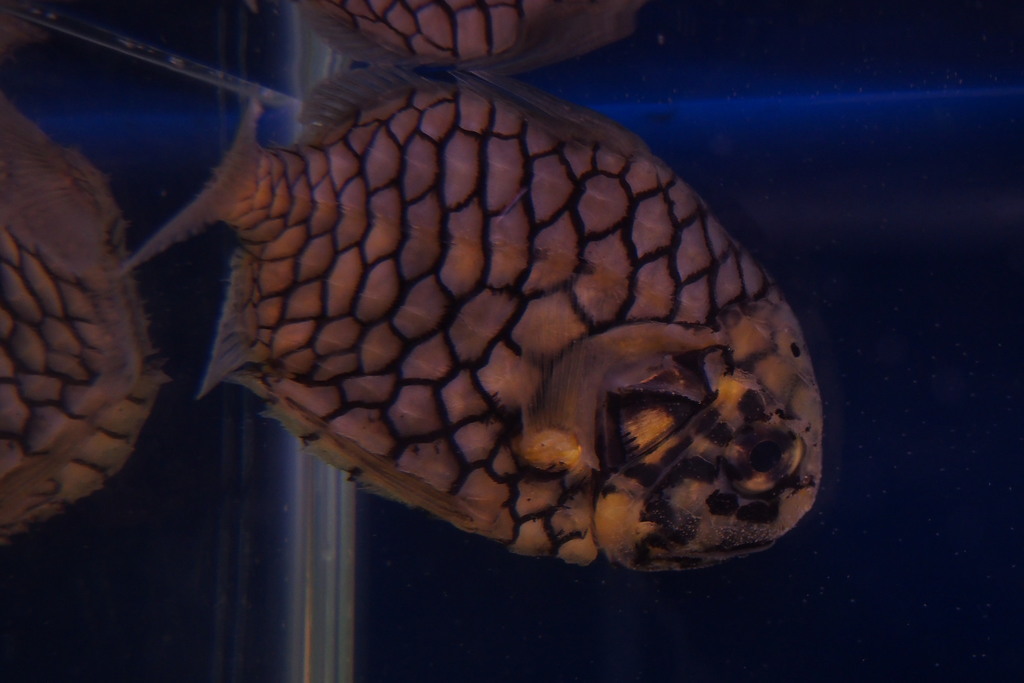 Pinecone Fishes (Monocentridae) - Marine Life Identification