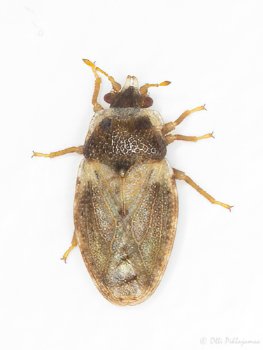 género Parapiesma · iNaturalist Ecuador