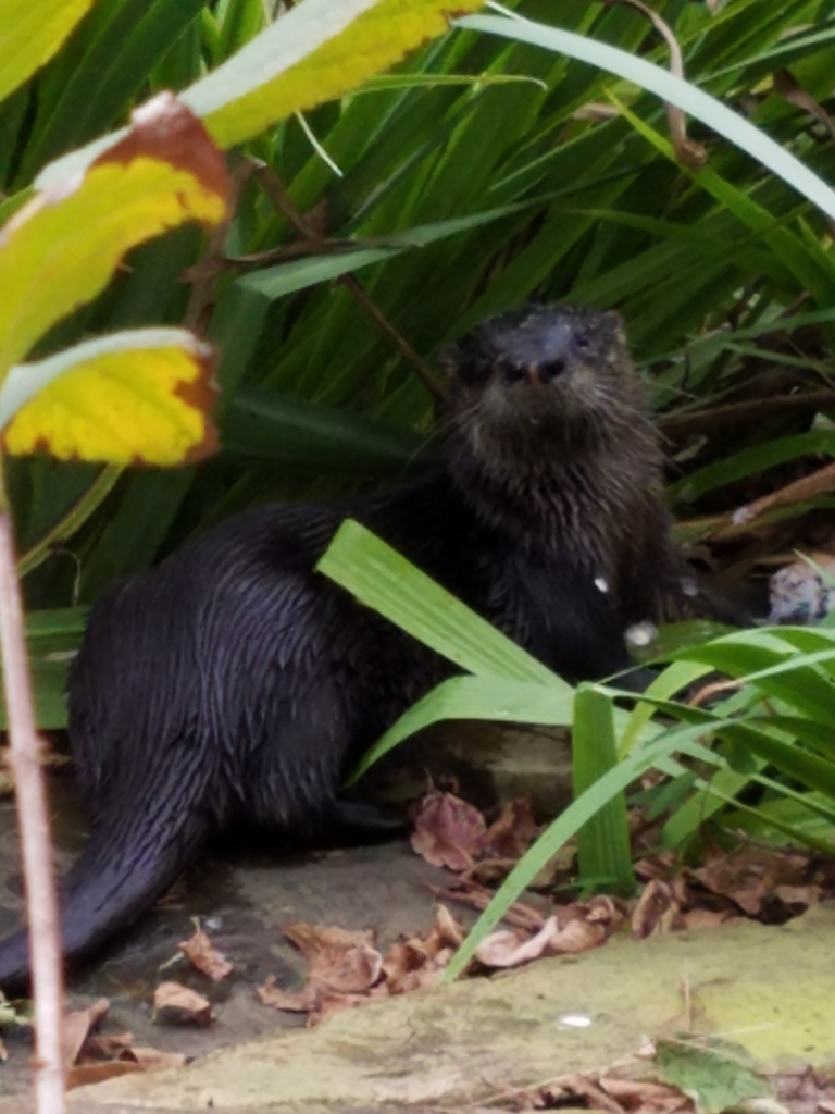 North American River Otter from 4747 Bob Wallace Ave SW, Huntsville, AL ...