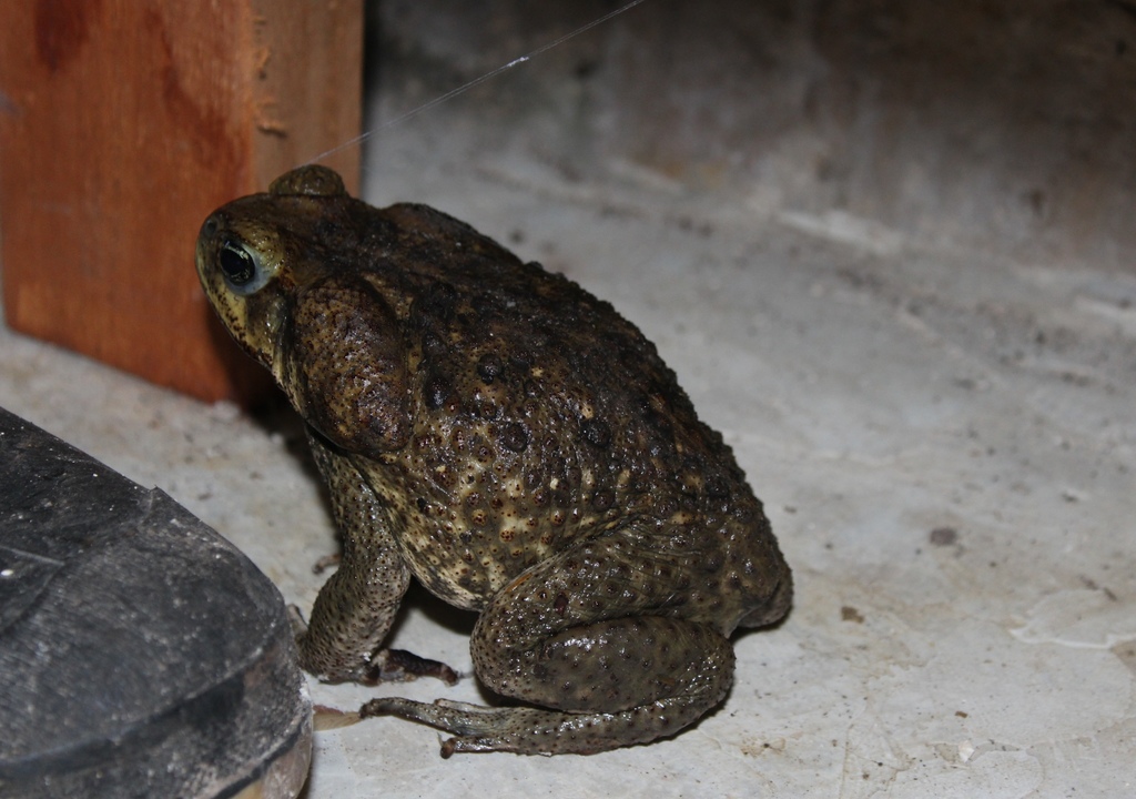 Giant Toad from Flores, Guatemala on October 14, 2020 at 05:24 PM by ...