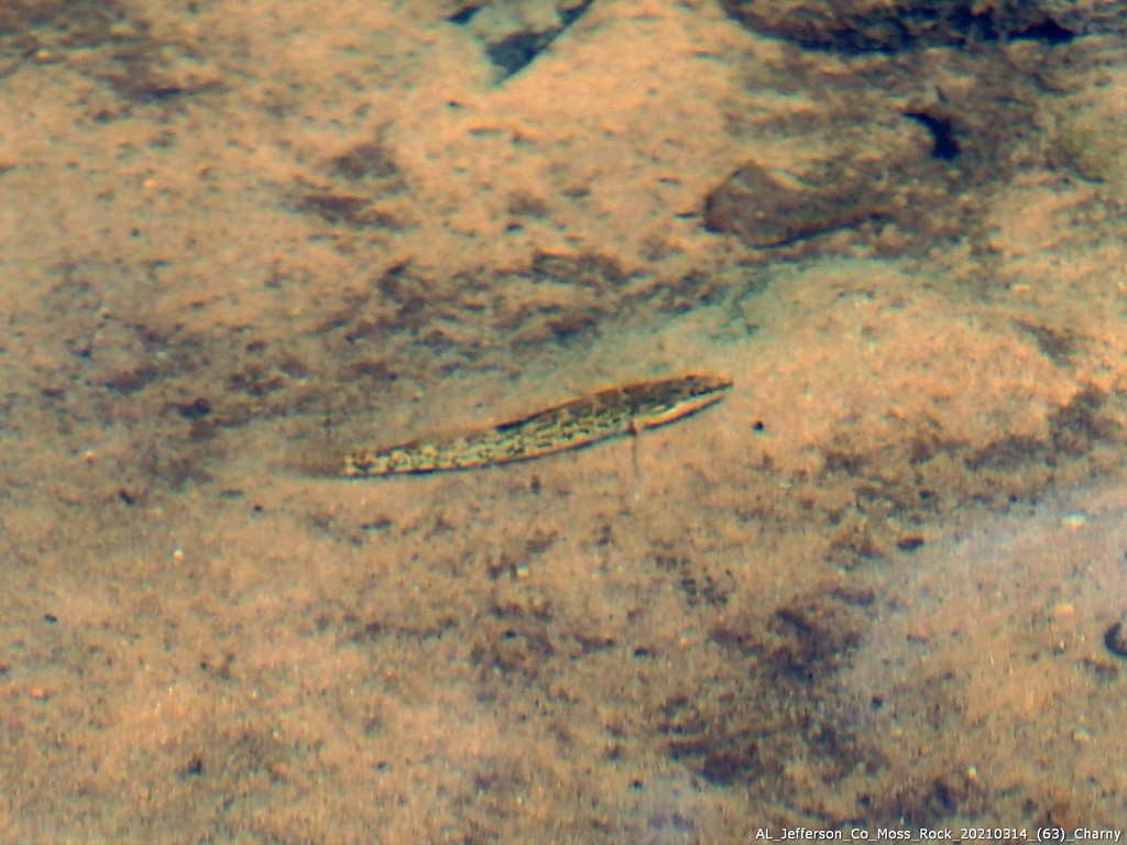 Typical darters from Moss Rock White Trail on March 14, 2021 at 10:52 ...