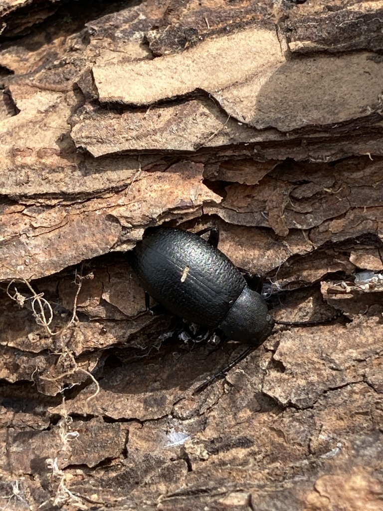 Helops opacus from Mariposa County, CA, USA on March 14, 2021 at 05:07 PM by kkfaulkins ...
