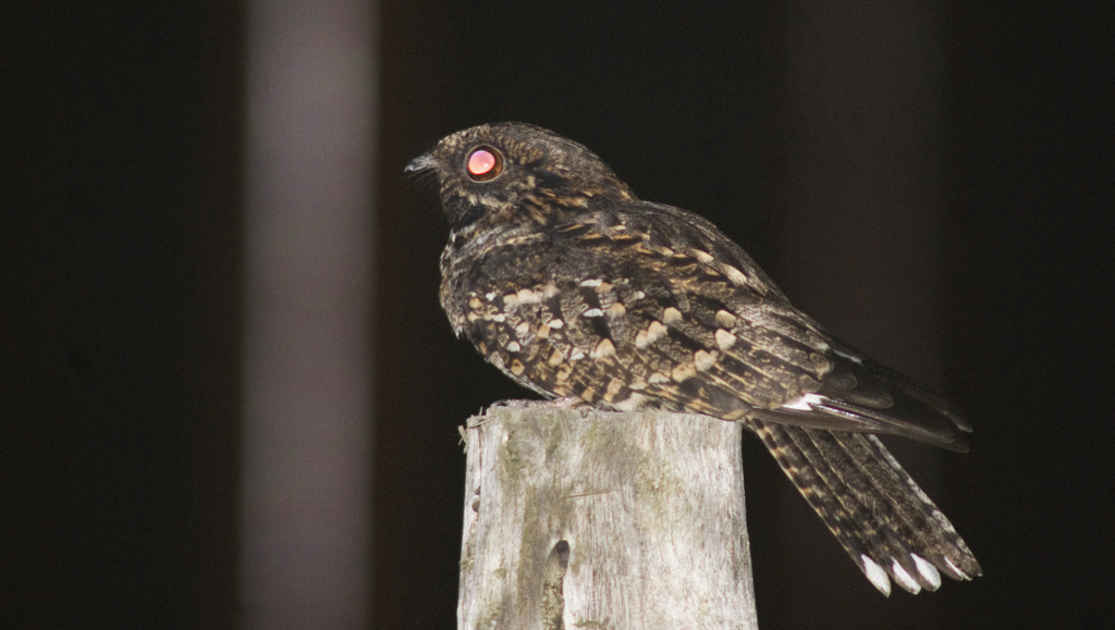 Small Neotropical Nightjars (Setopagis) - Avian Discovery