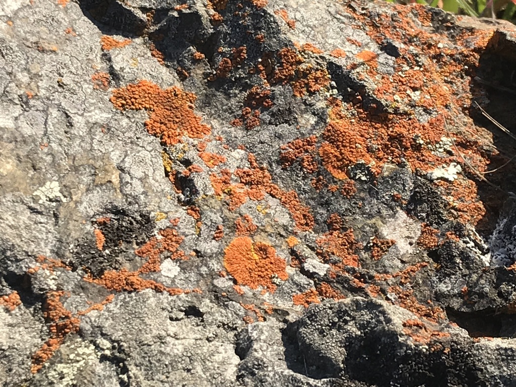 Sinoper Lichen from Willig Dr, Jenner, CA, US on March 4, 2021 at 04:43 ...