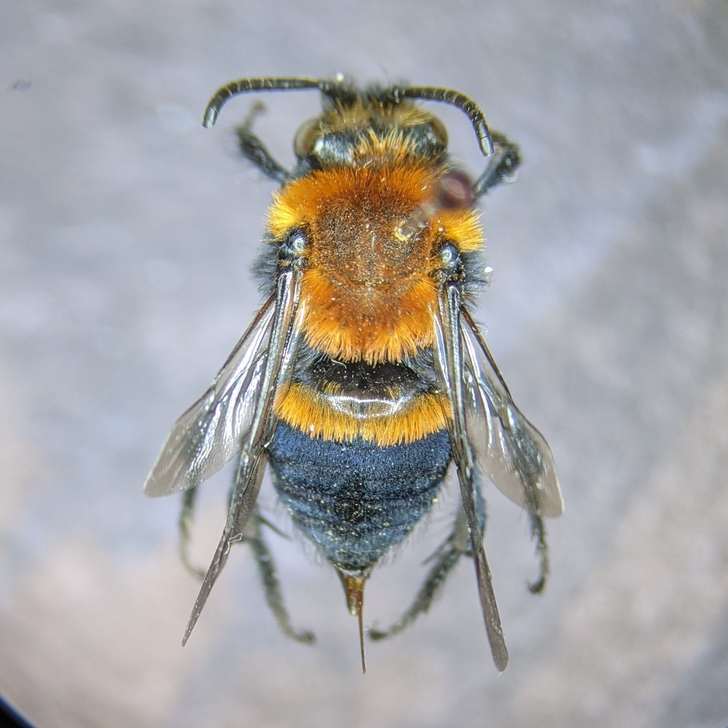 Melecta pacifica from Tucson, AZ 85750, USA on March 08, 2021 at 03:00 ...