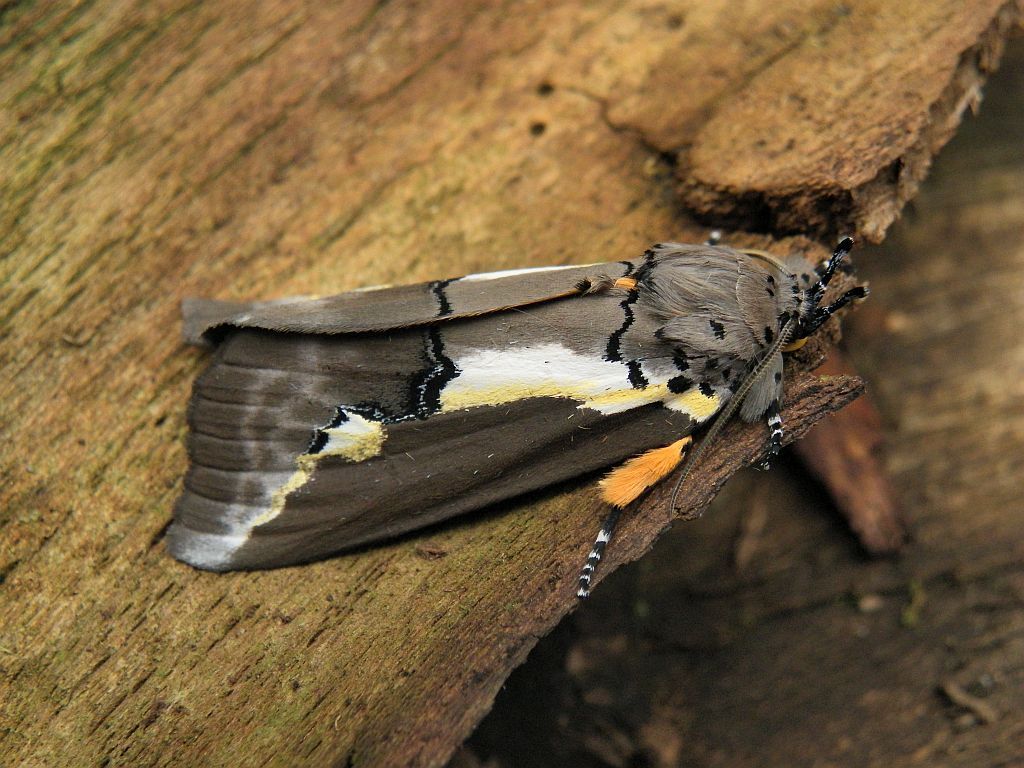 Eligma from Bale mountains on July 04, 2012 by Vlada Trailin · iNaturalist